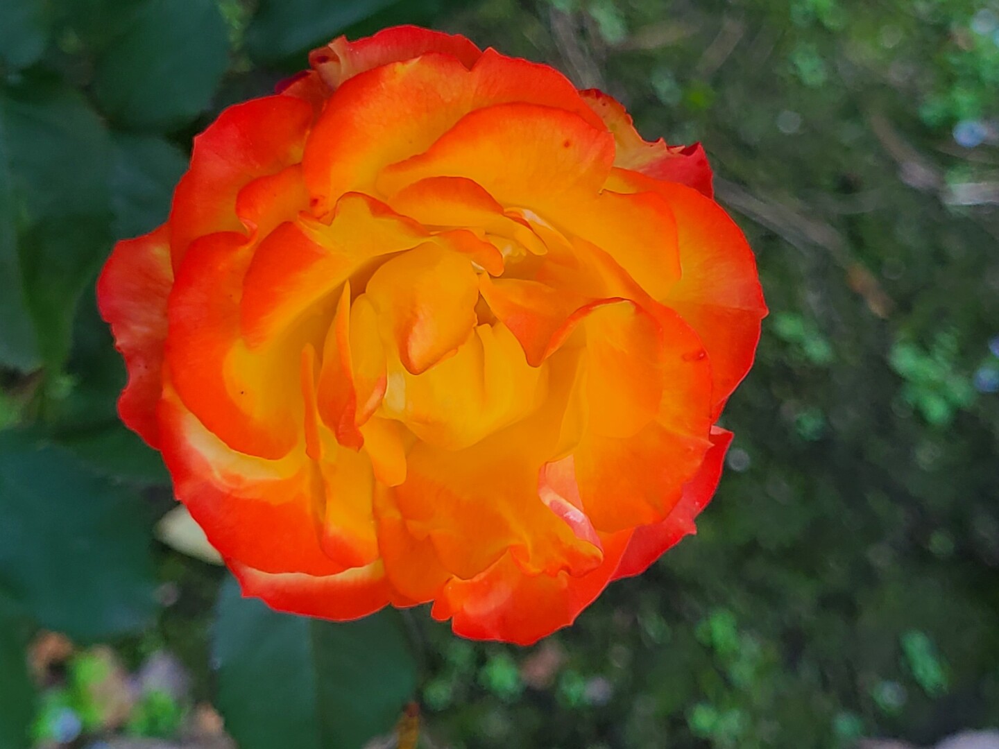 薔薇🌹いい匂いです。 / 高嶺ばらさんのモーメント | YAMAP / ヤマップ