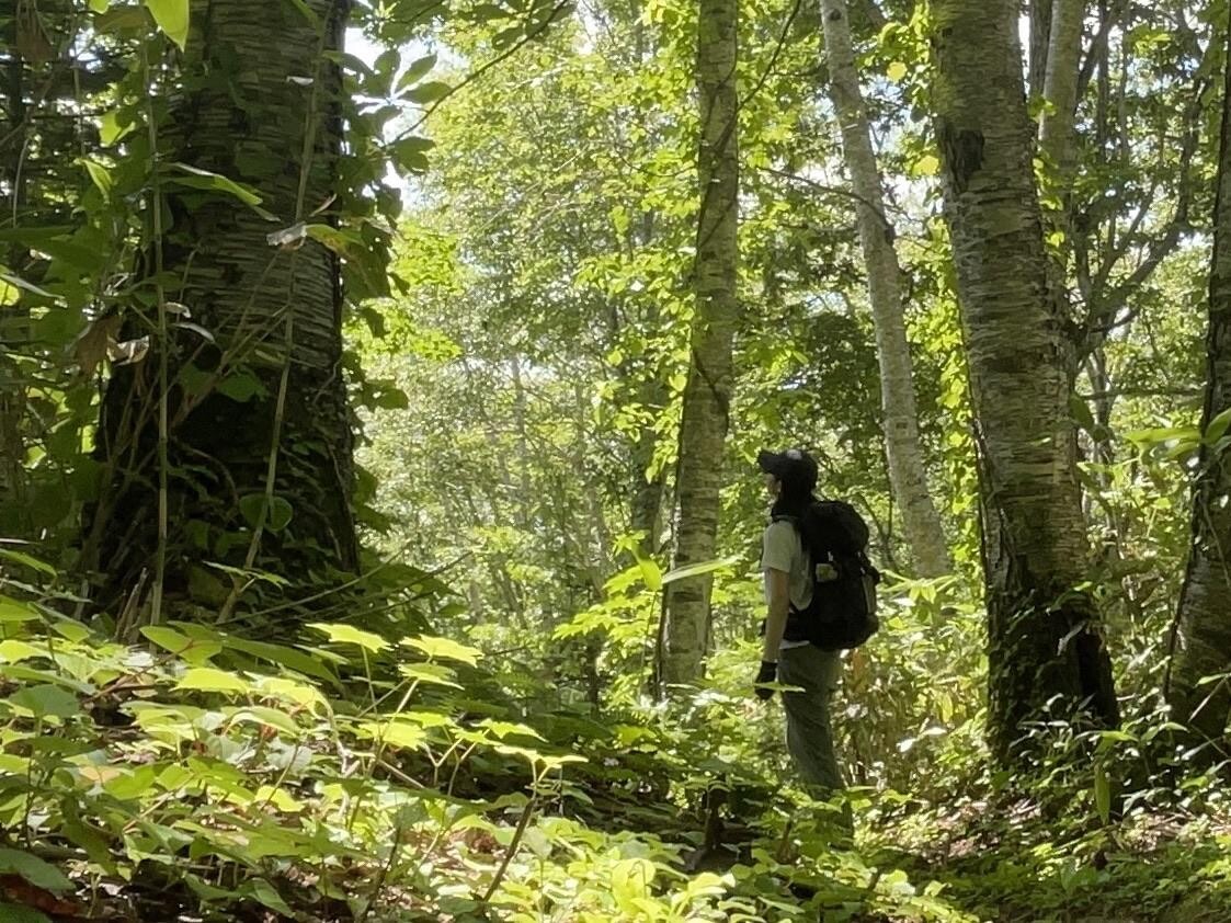 神居尻山 2023-08-01 / やっくさんの神居尻山・ピンネシリの活動日記 | YAMAP / ヤマップ