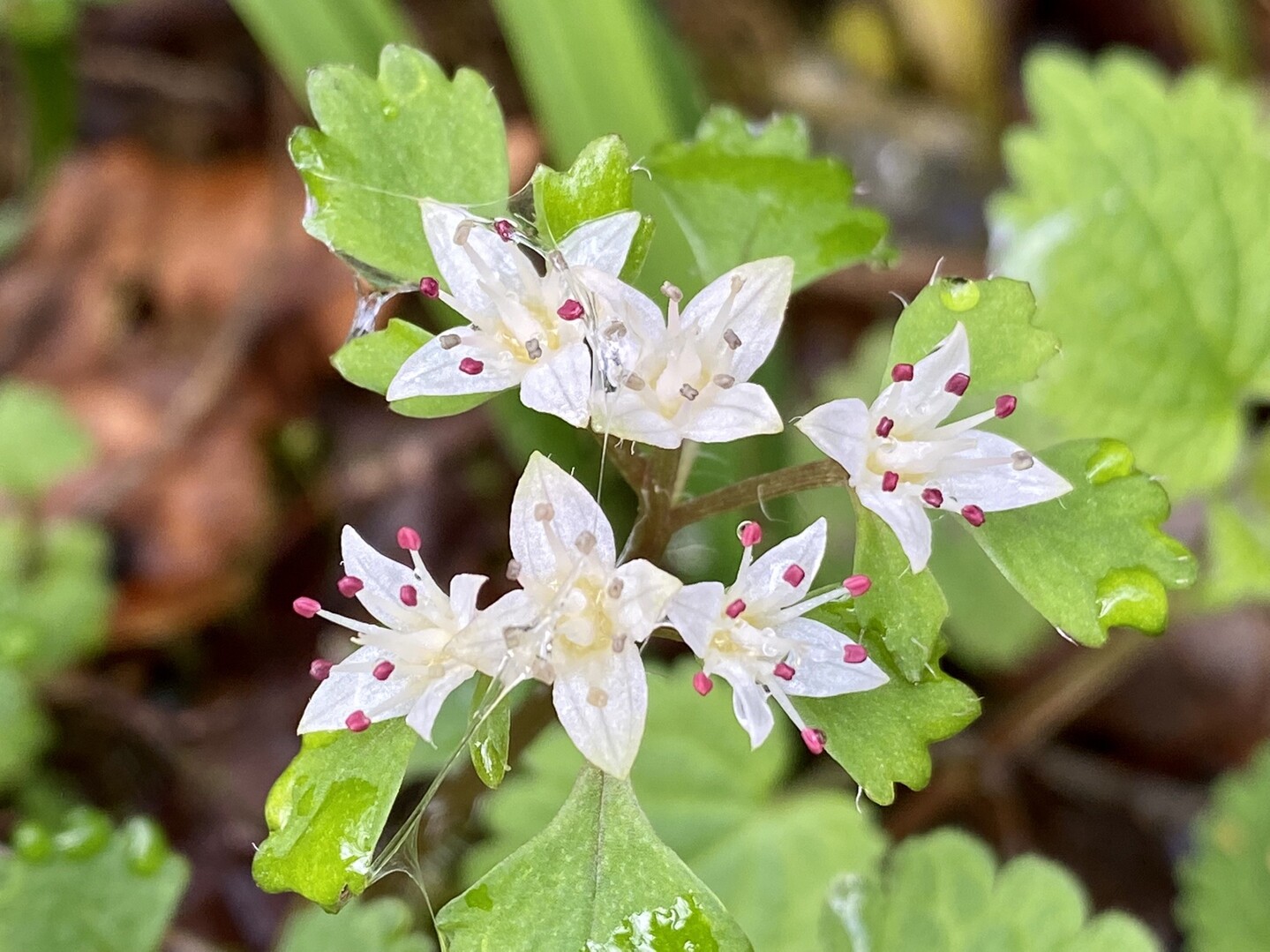 龍頭峡 / yumiさんの馬乗山の活動日記 | YAMAP / ヤマップ