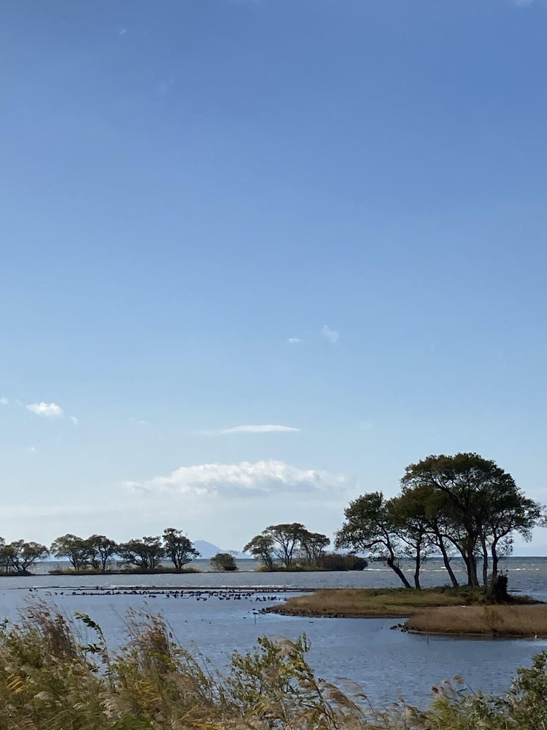 琵琶湖の、湖北にオオワシが今年も飛来🥹... / Yoさんのモーメント | YAMAP / ヤマップ