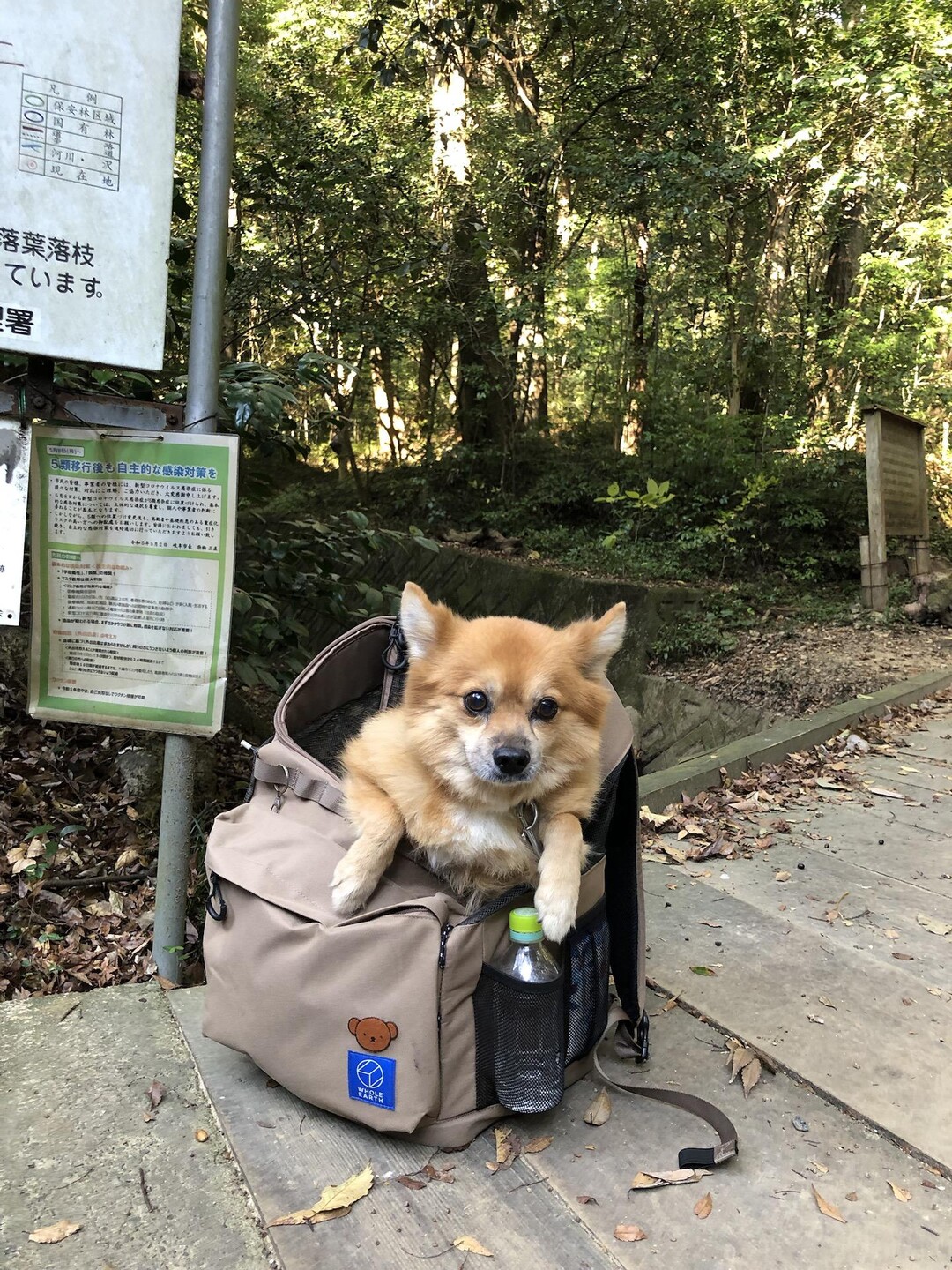 金華山 vol.167 / Borisさんの金華山・洞山・舟伏山の活動データ | YAMAP / ヤマップ