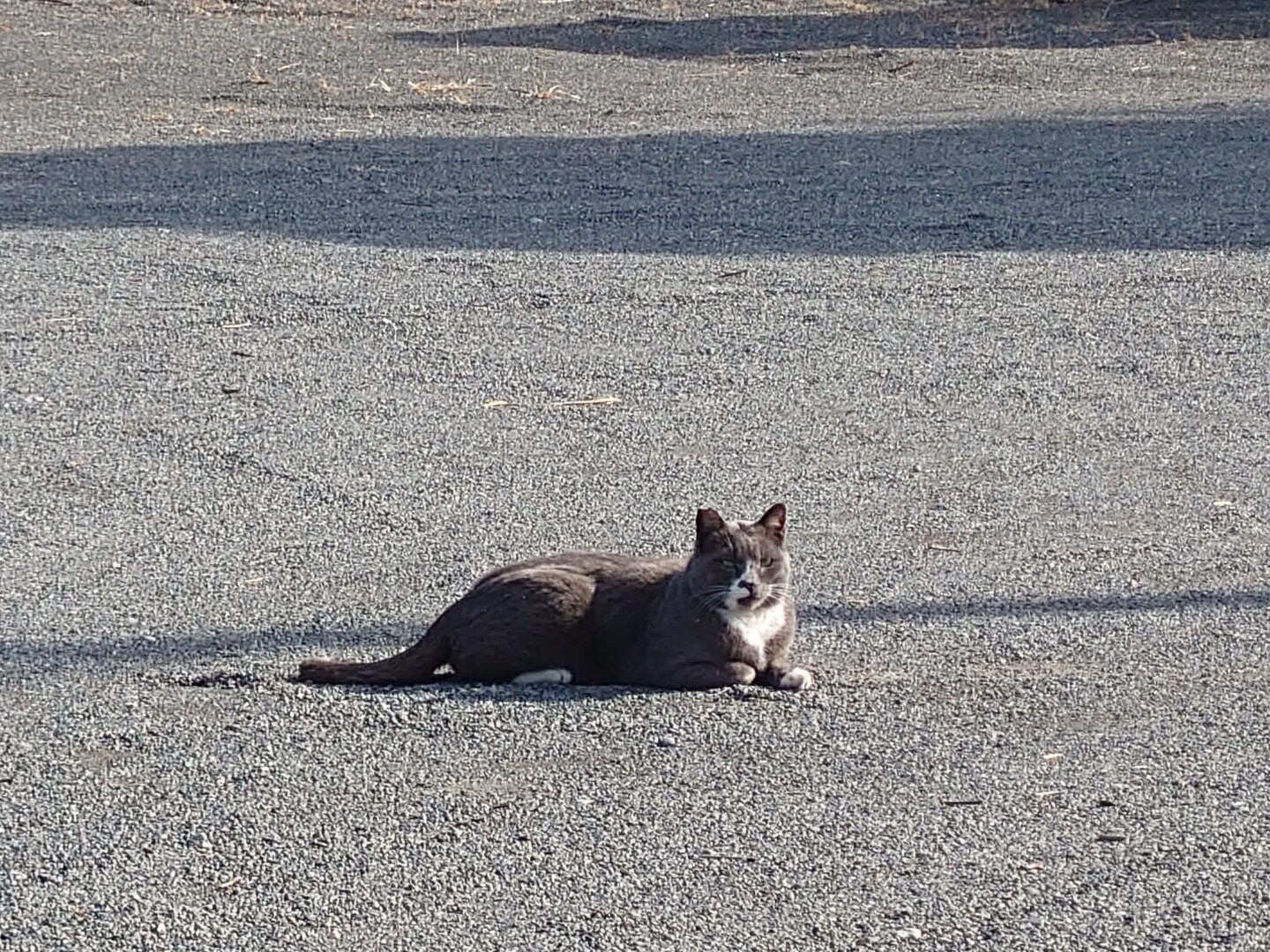部活送迎合間に焼津散歩🌞🚶 / フジ⛰さんのモーメント | YAMAP / ヤマップ