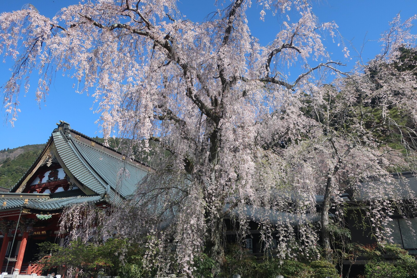 身延山（春）久遠寺～ロープウェイで奥ノ院～参道下山 / ukonさんの七面山・身延山の活動データ | YAMAP / ヤマップ