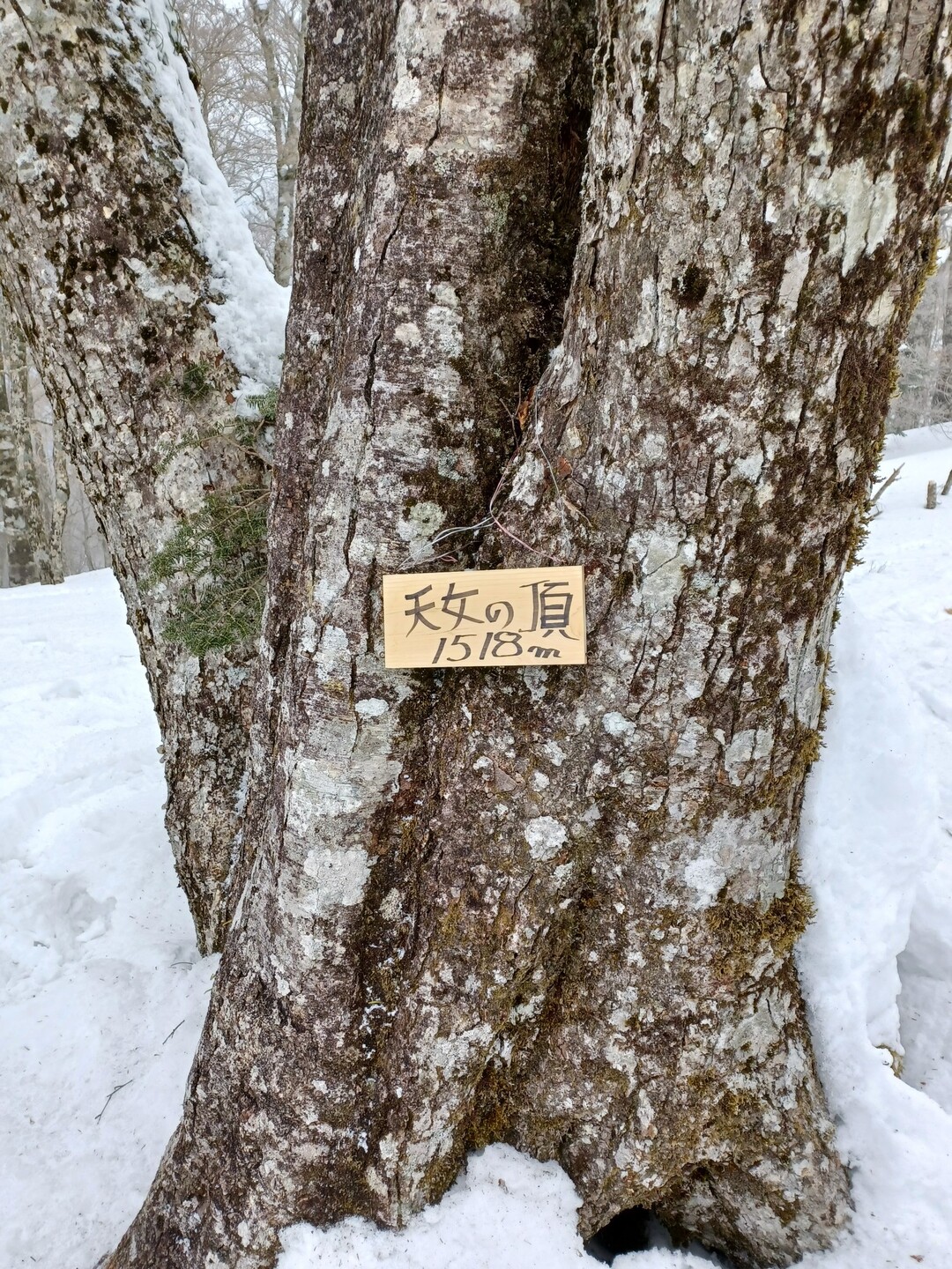 天女の頂 / yukさんの八経ヶ岳の活動データ | YAMAP / ヤマップ