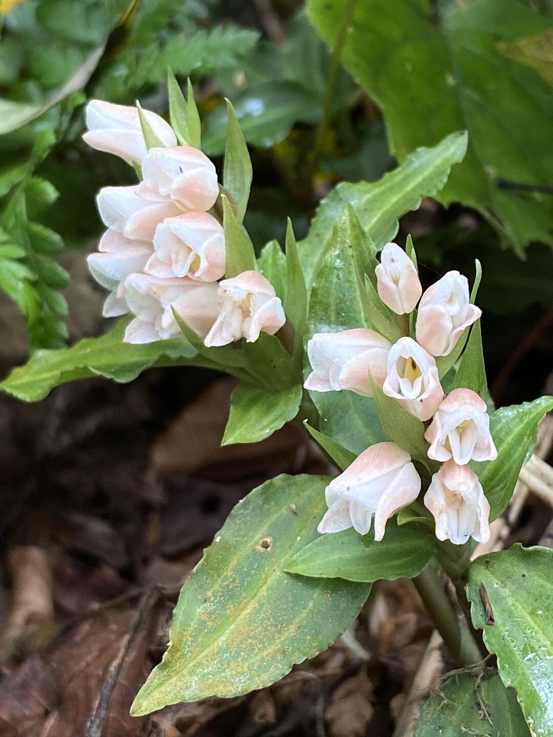 銀杏峯・前山 / kyoさんの銀杏峰・部子山の活動データ | YAMAP / ヤマップ