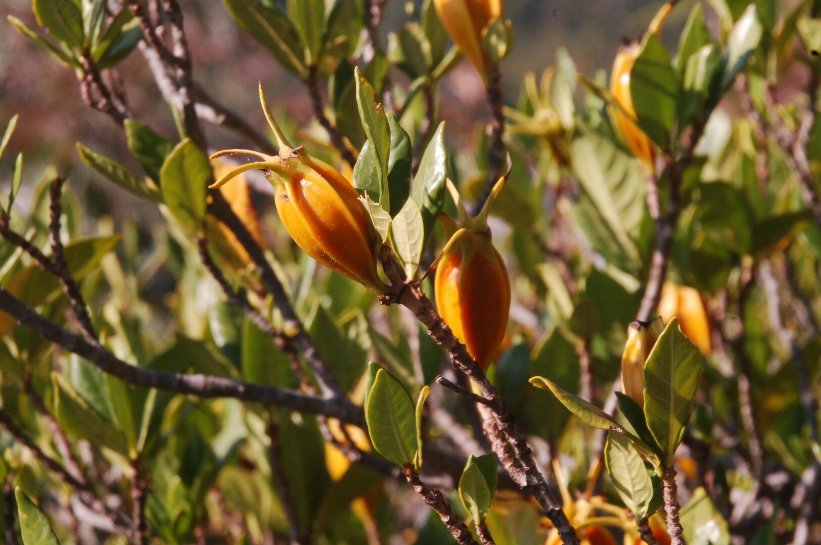鷹巣山～🍁探して～ / yasuさんの金華山・洞山・舟伏山の活動データ | YAMAP / ヤマップ