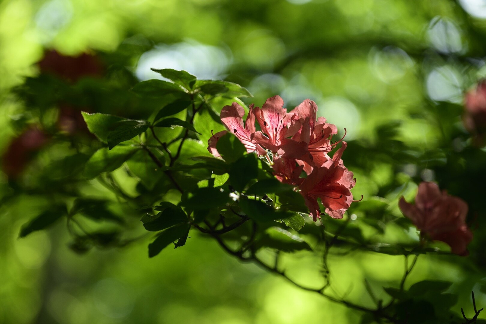 ツツジ祭り / YUHYAさんのモーメント | YAMAP / ヤマップ