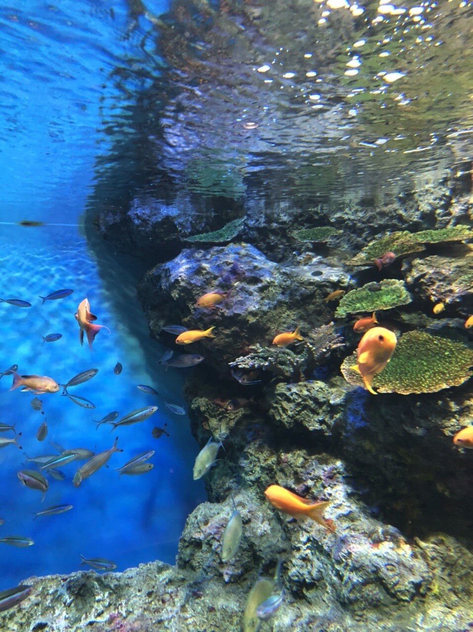 今日は山から離れ、海の中🌊 / タケヤ商店さんのモーメント | YAMAP / ヤマップ