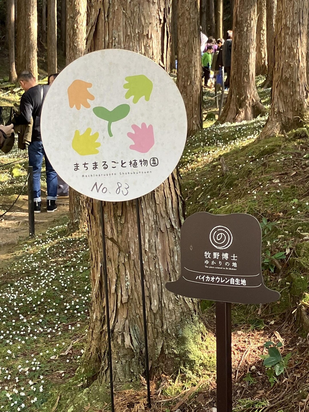 清宝山・加茂バイカオウレン祭り / fusaさんの登山の活動データ | YAMAP / ヤマップ