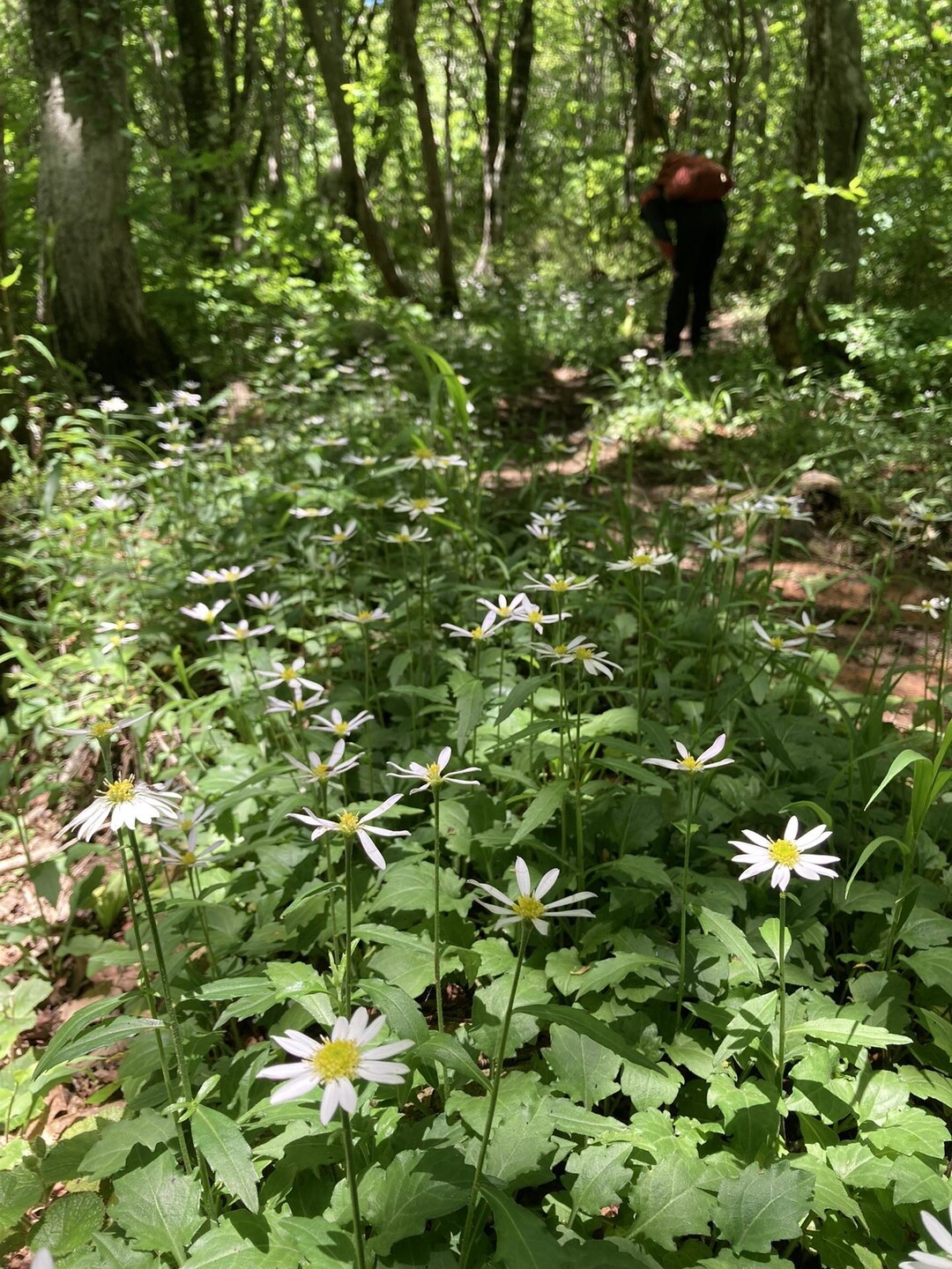 牛曳山・伊良谷山・毛無山 / fumiconさんの比婆山・立烏帽子山・吾妻山の活動データ | YAMAP / ヤマップ