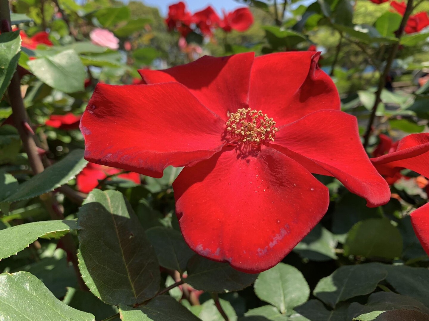 青空の下三島運動公園ウォーク / seekaさんのウォーキングの活動データ | YAMAP / ヤマップ