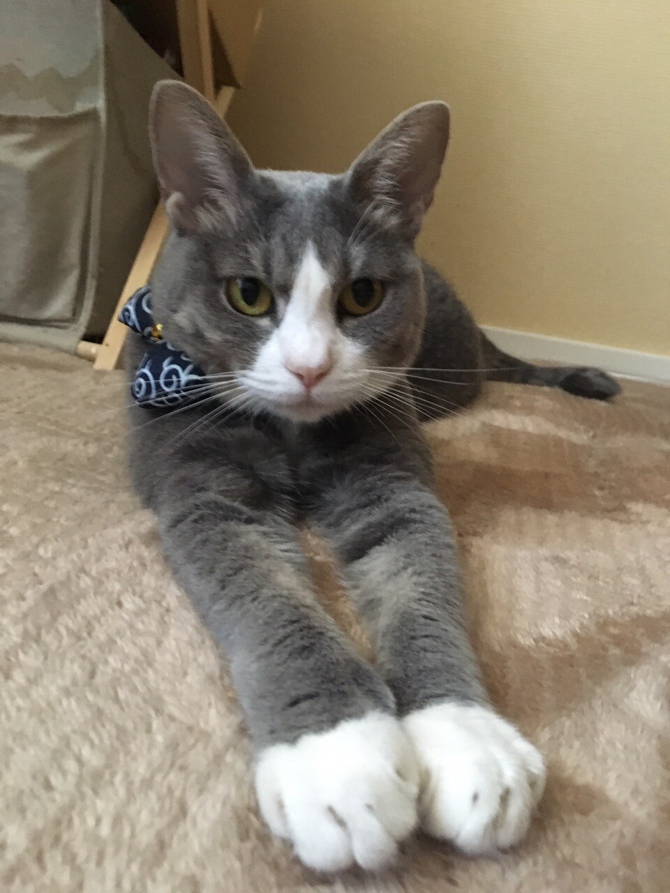 まむうのページ | YAMAP / ヤマップ