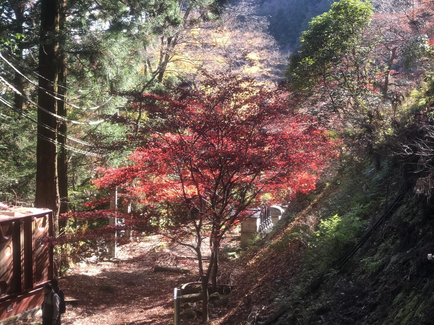 晩秋の残り火を 大山阿夫利神社にて / 酔狂居士さんのモーメント | YAMAP / ヤマップ