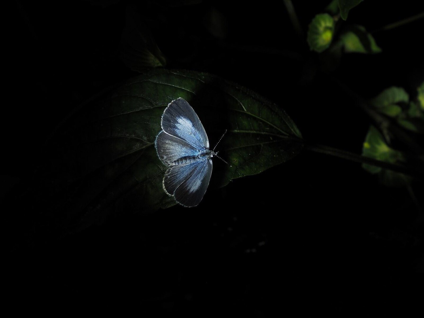 暗がりに居たルリシジミのメス、LEDあて... / JICKさんのモーメント | YAMAP / ヤマップ