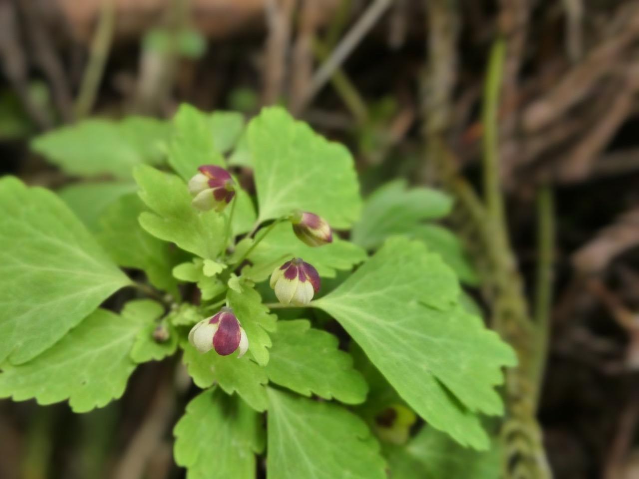 坂戸山 / skipさんの坂戸山の活動データ | YAMAP / ヤマップ