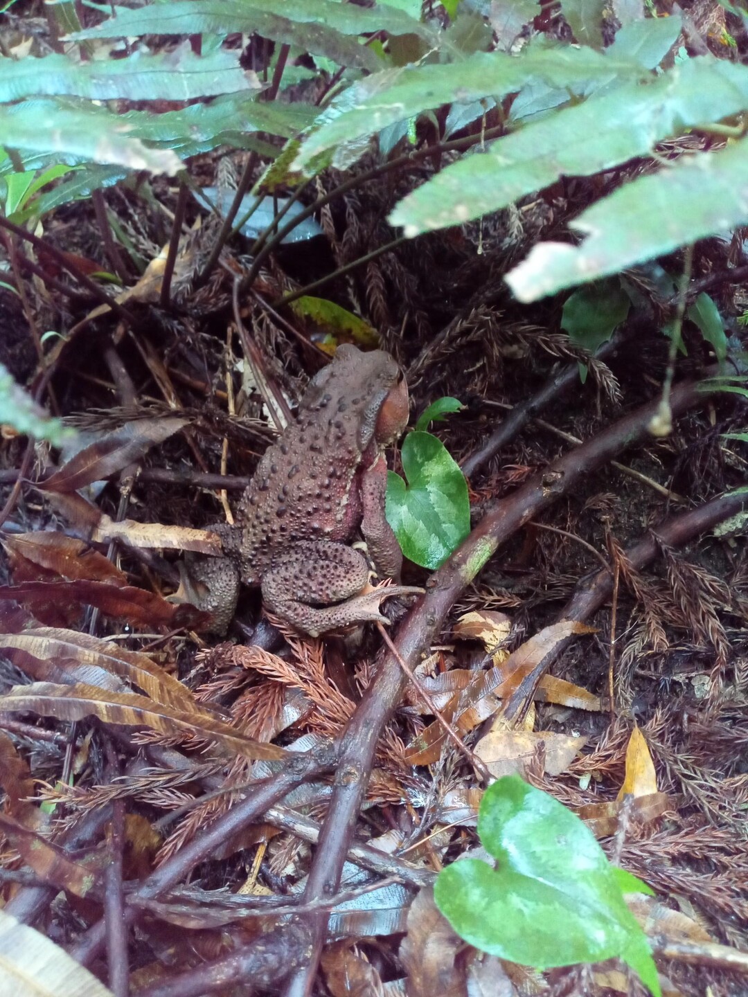 夏至 遠征前トレ ザック7kg 重かーっ！ / スコリア グリーンmonsterさんの九千部山・石谷山の活動データ | YAMAP / ヤマップ