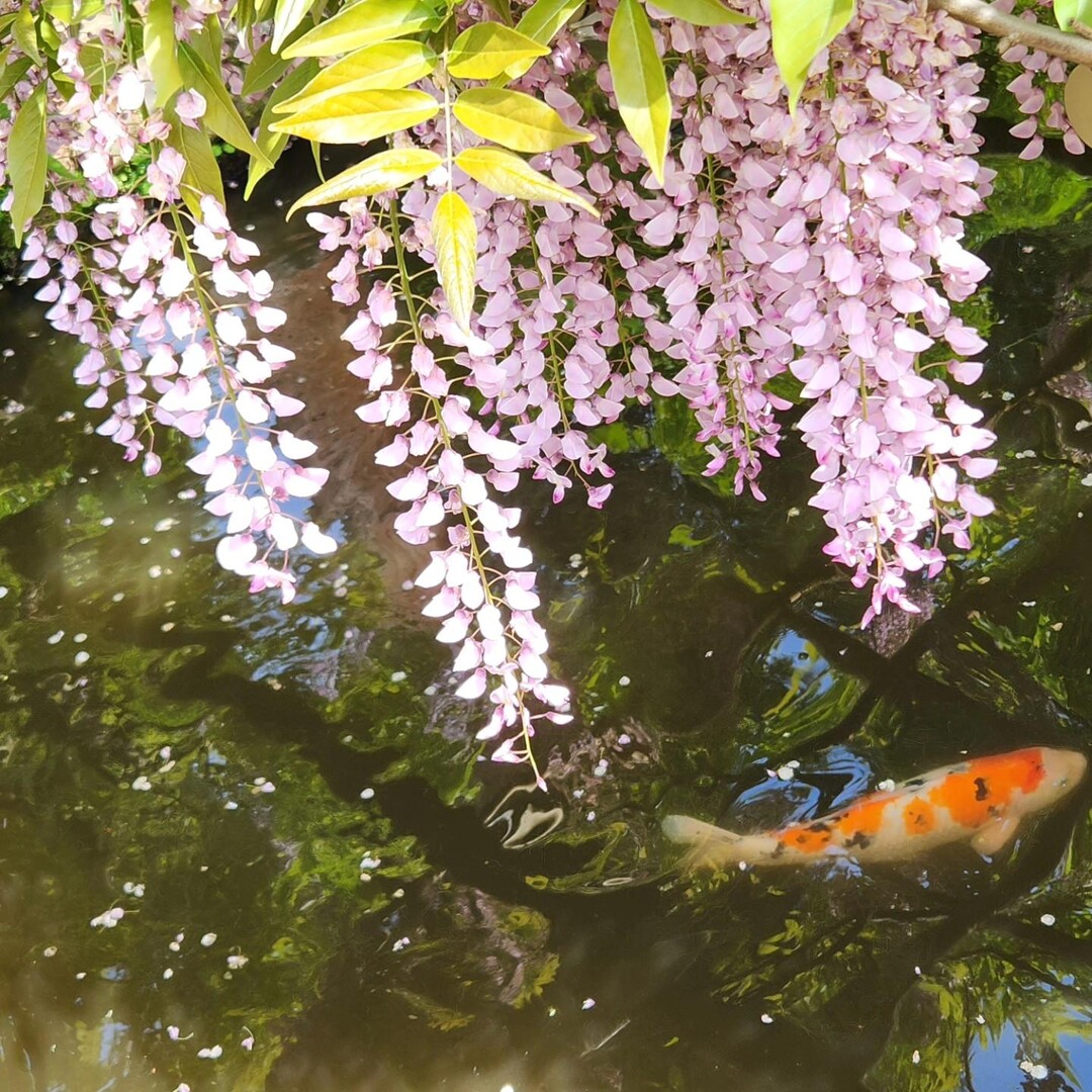 GWは実家の奈良に帰省です。 4/28(... / chiさんのモーメント | YAMAP / ヤマップ