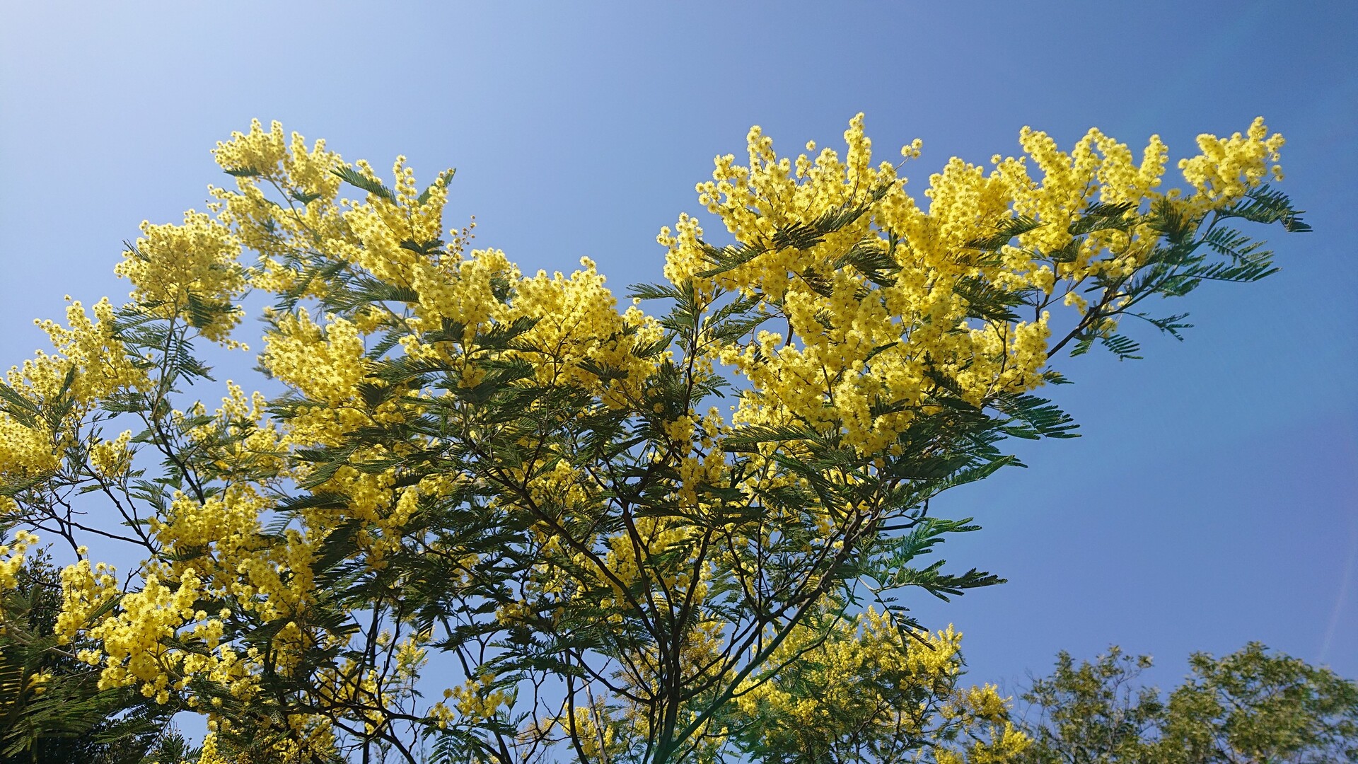 ミモザ咲く臥竜山へ😊 / ya.junさんの玉野市の活動データ | YAMAP / ヤマップ