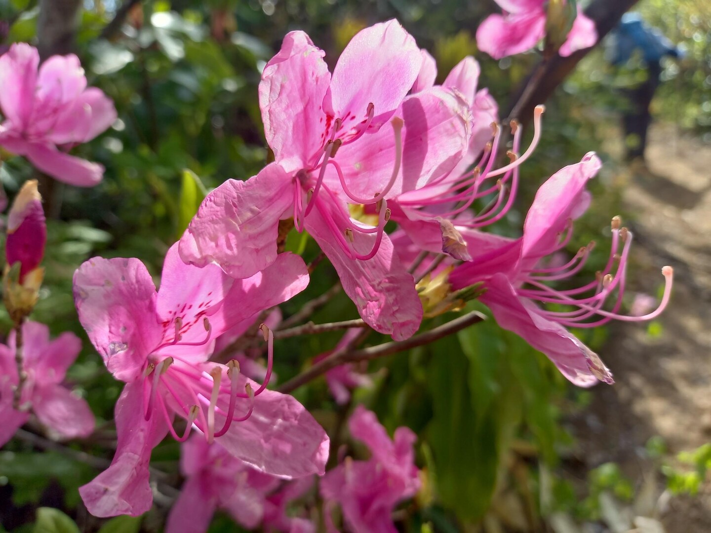 大力山-2023-05-05 / ukiさんの大力山・黒禿の頭・笠倉山の活動データ | YAMAP / ヤマップ