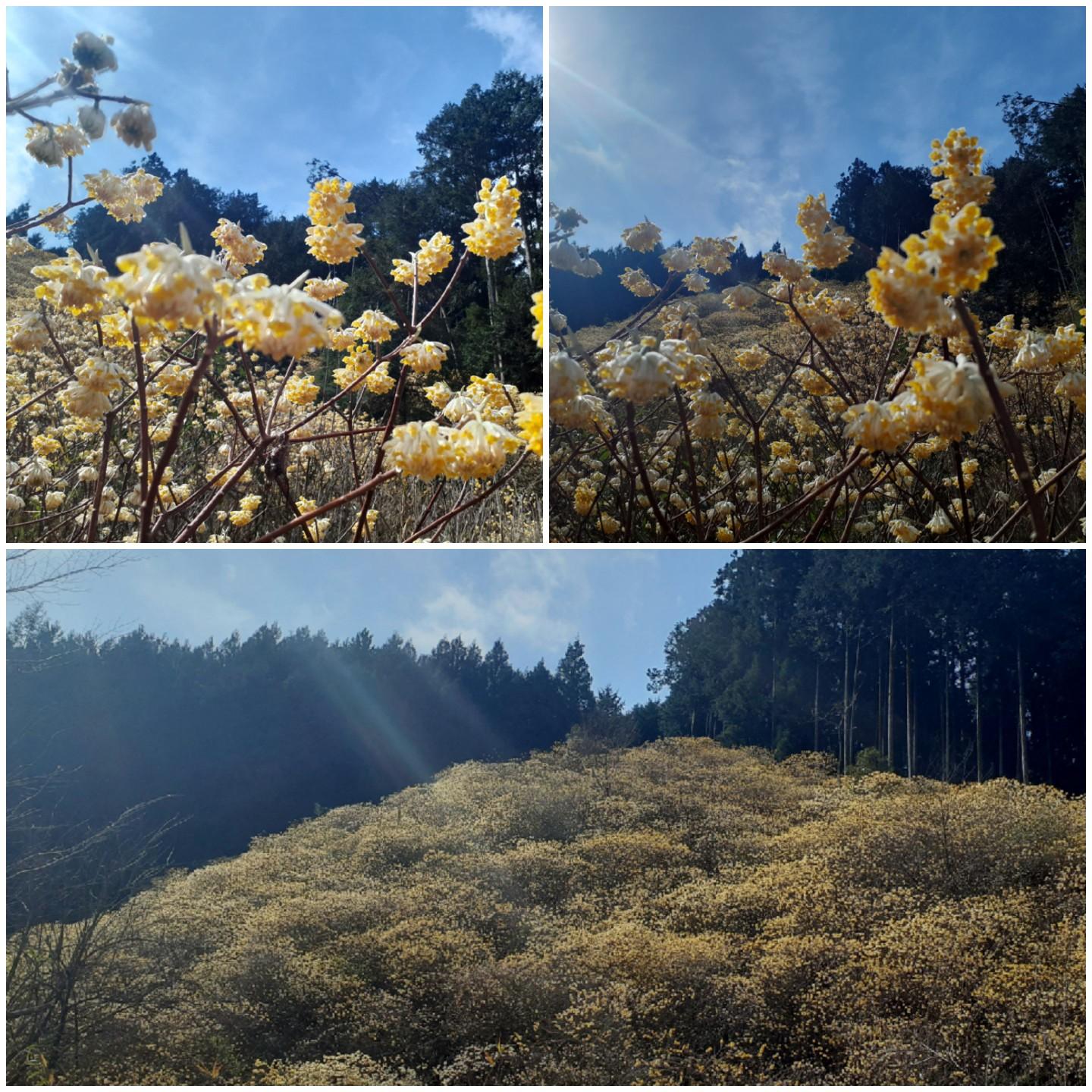 今週も雪山断念‼️ 🐶と屋敷山でみつま... / masaさんのモーメント | YAMAP / ヤマップ