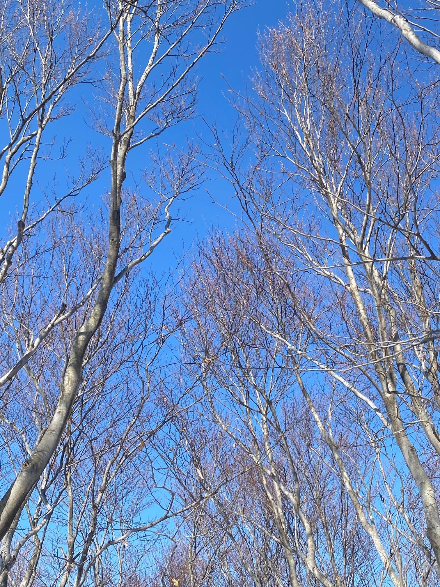 兜巾山 again / mtakoさんの米山の活動データ | YAMAP / ヤマップ