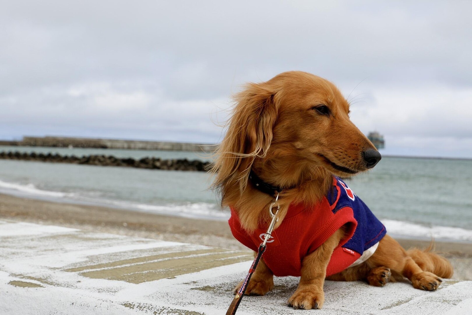 紋別〜猿払〜日本最北端 宗谷岬 ウォーキング / leoleonさんのウォーキングの活動データ | YAMAP / ヤマップ