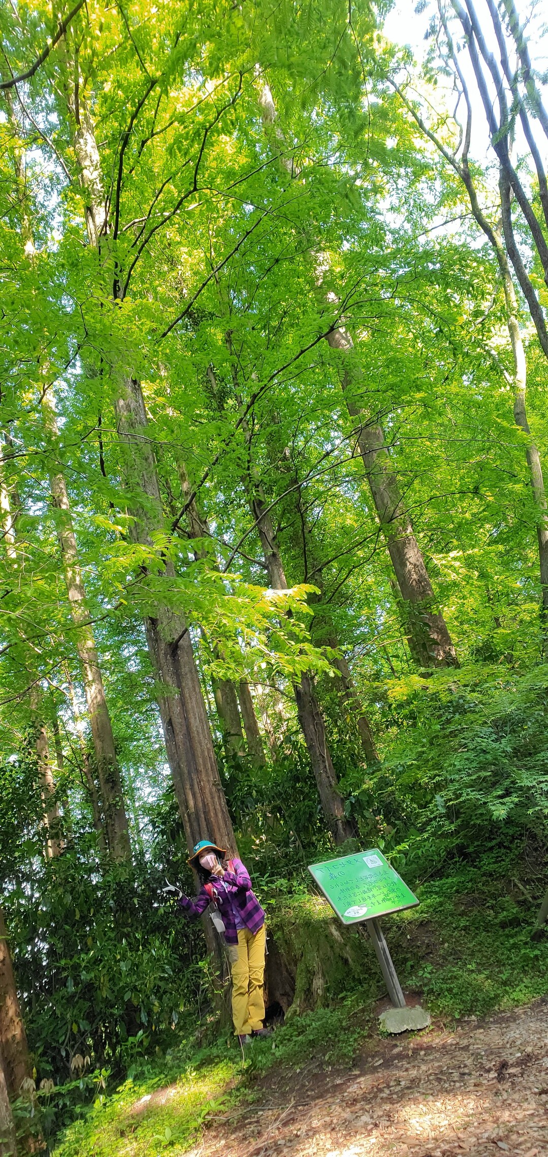 セラピーロード(大和の森巨木探索路) / yu-yu-doさんの篠栗四国八十八箇所の活動データ | YAMAP / ヤマップ