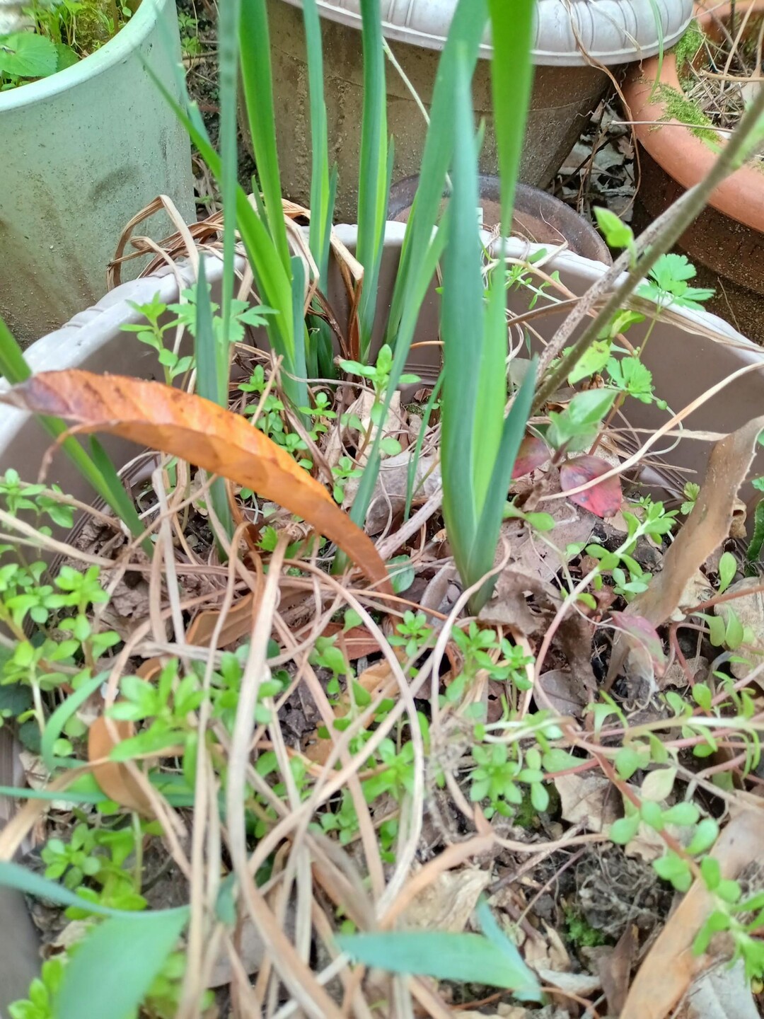 増えてめぐってきたアヤメだと思う？ 出... / yuusenさんのモーメント | YAMAP / ヤマップ