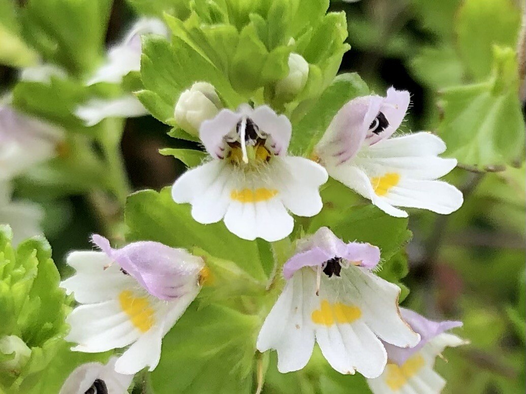宇奈月尾根ルートで_僧ヶ岳〜越中駒ヶ岳 / グルートさんの僧ヶ岳・駒ヶ岳（越中駒ヶ岳）の活動日記 | YAMAP / ヤマップ