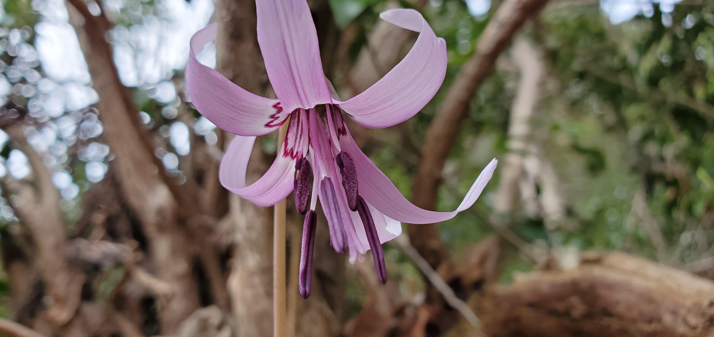 お花ド素人も楽しい孫太尾根🌸 / damens さんの藤原岳・御池岳の活動データ | YAMAP / ヤマップ