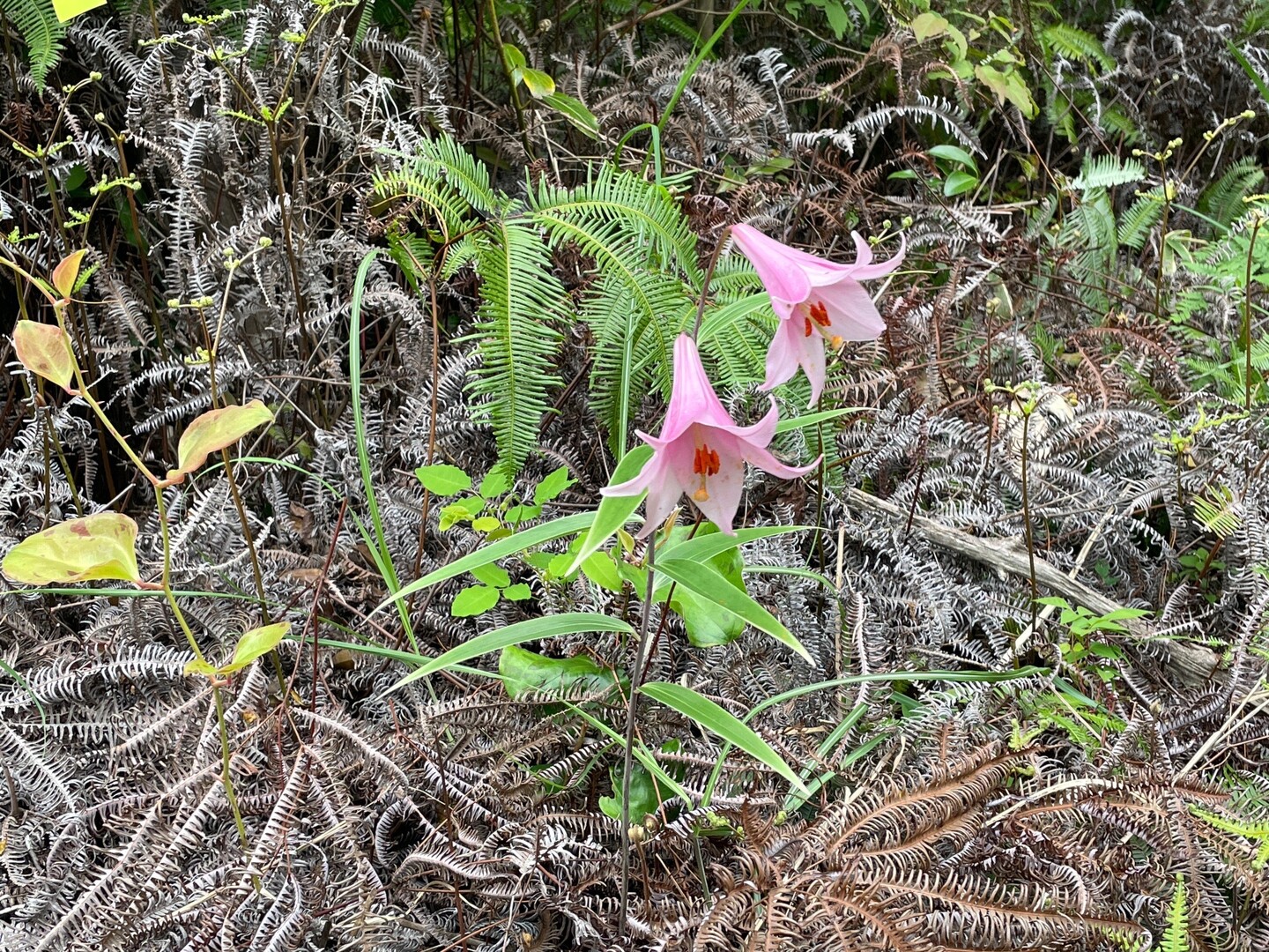 冠岳 ︎ササユリが見たくて💕 / AnKemiさんの冠岳の活動データ | YAMAP / ヤマップ