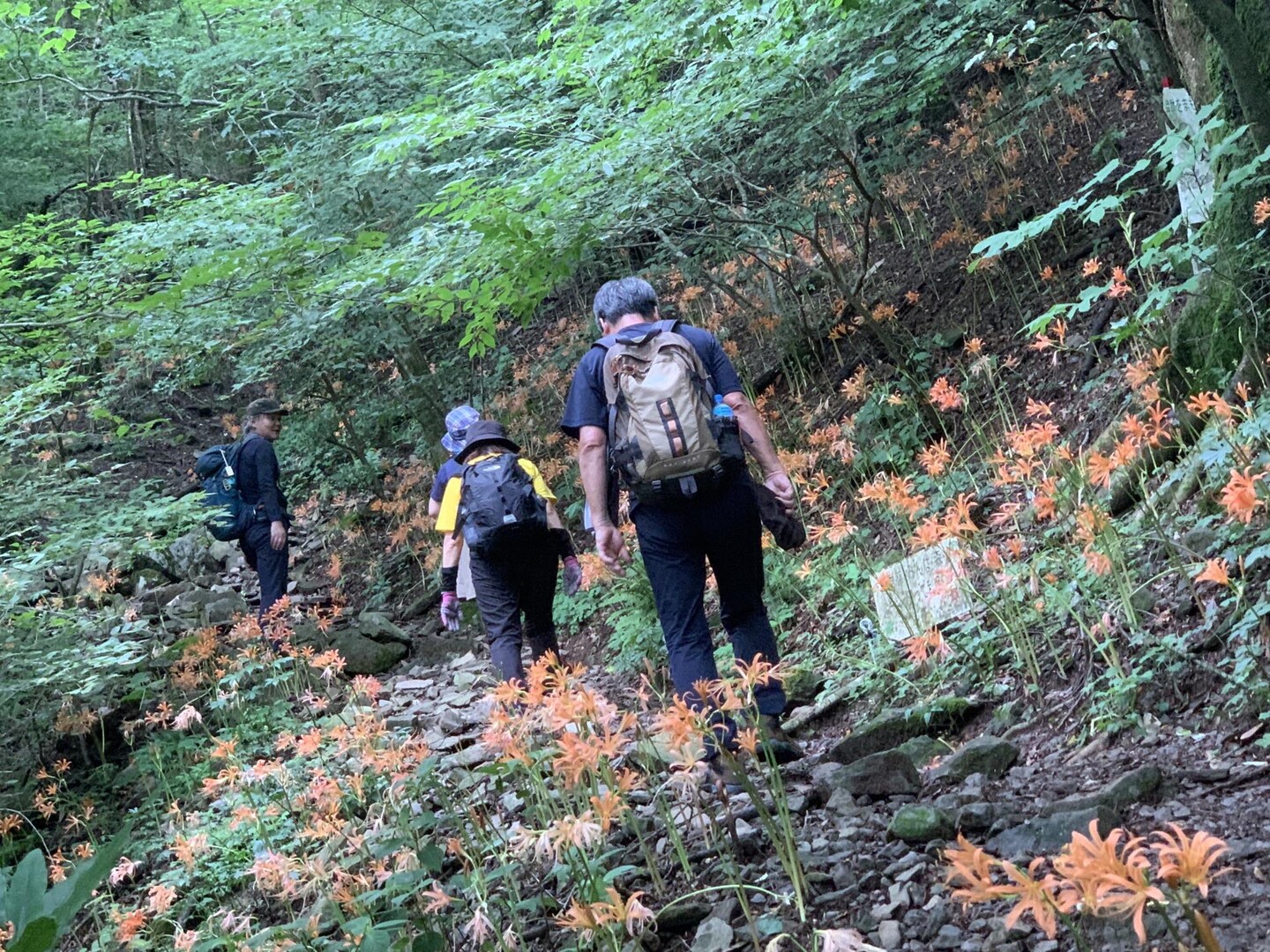3rd 多良岳 ️オオキツネノカミソリ / tomiさんの多良岳・経ヶ岳・五家原岳の活動データ | YAMAP / ヤマップ