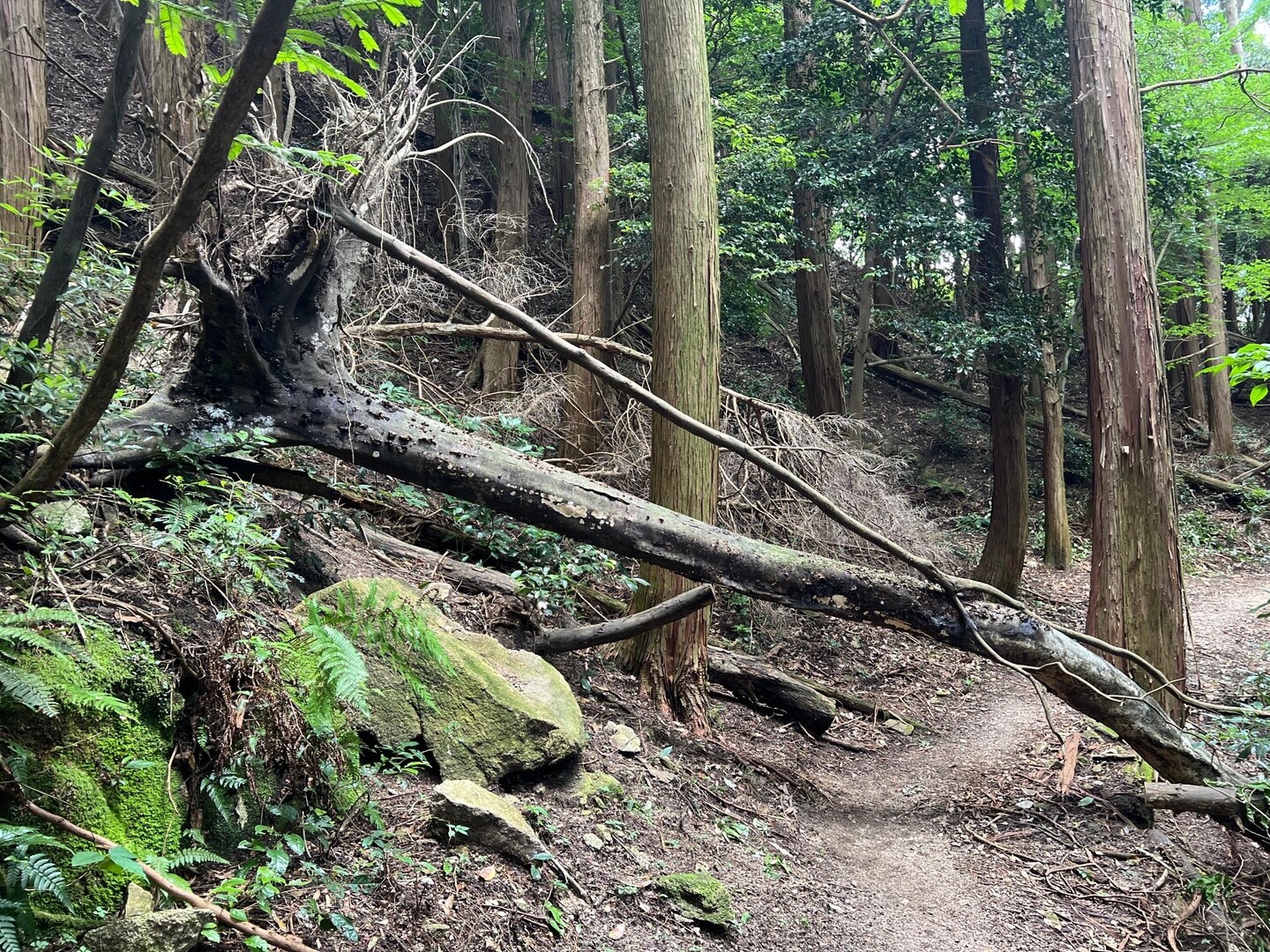 NALUさんの投稿したフィールドメモ | YAMAP / ヤマップ