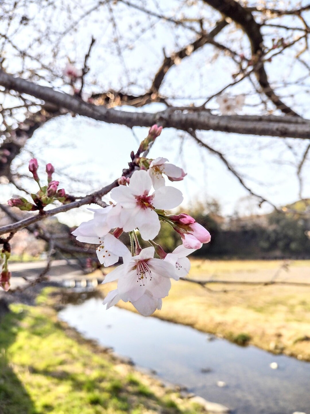 陽気に誘われ、春散歩 新兵器🫖も実戦投... / Ru-Meさんのモーメント | YAMAP / ヤマップ