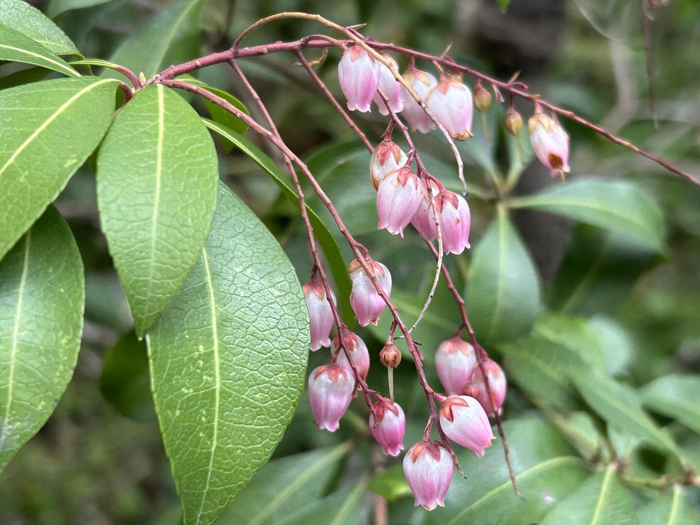 春爛漫🌸🌼🌹 / ayanonさんのモーメント | YAMAP / ヤマップ