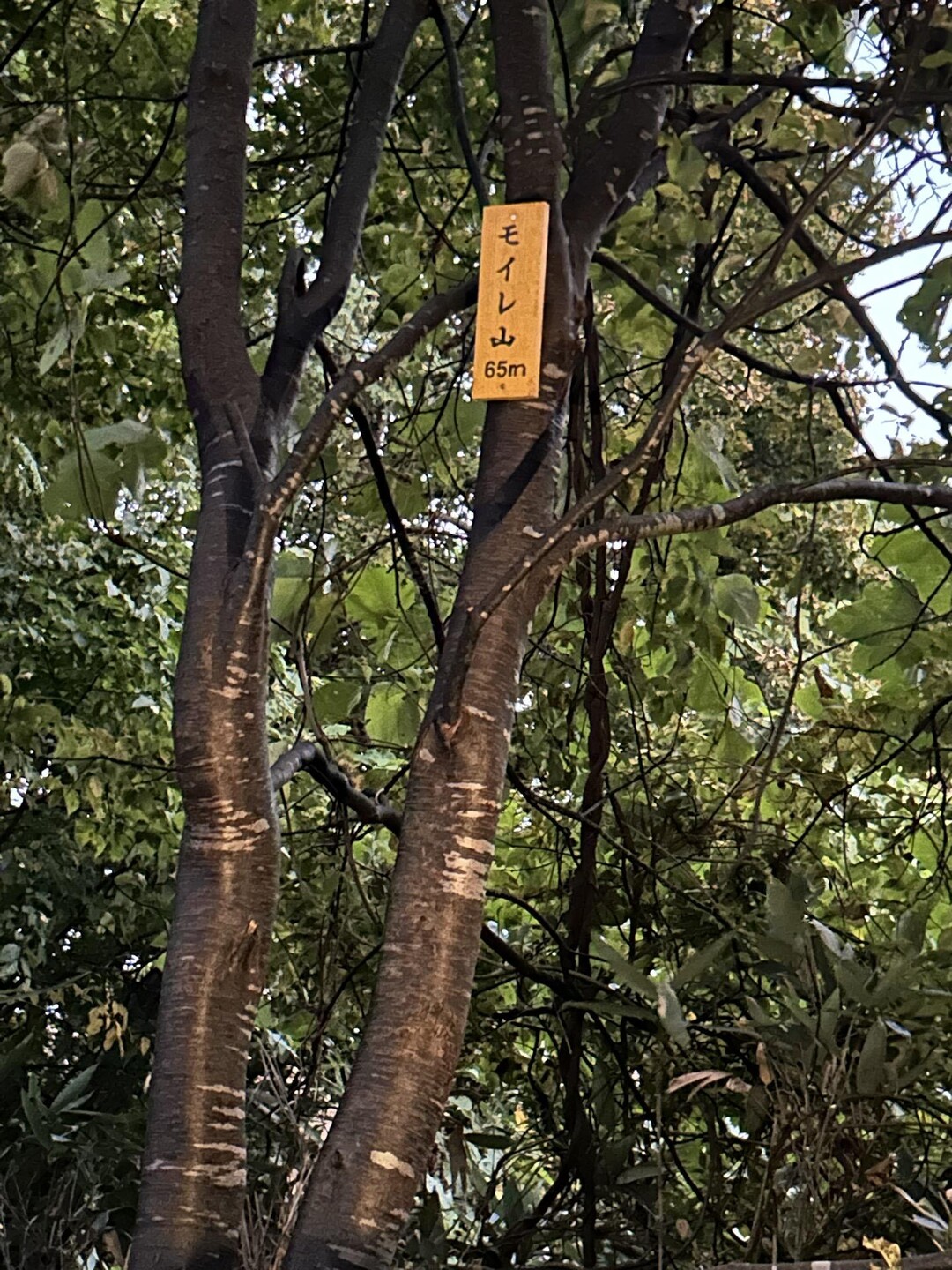 モイレ山 / yutaさんの尻場山の活動データ | YAMAP / ヤマップ