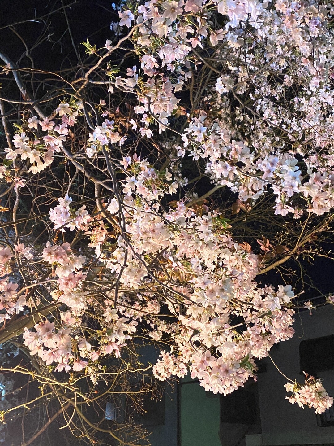 福島江さくら / tatatuさんのモーメント | YAMAP / ヤマップ