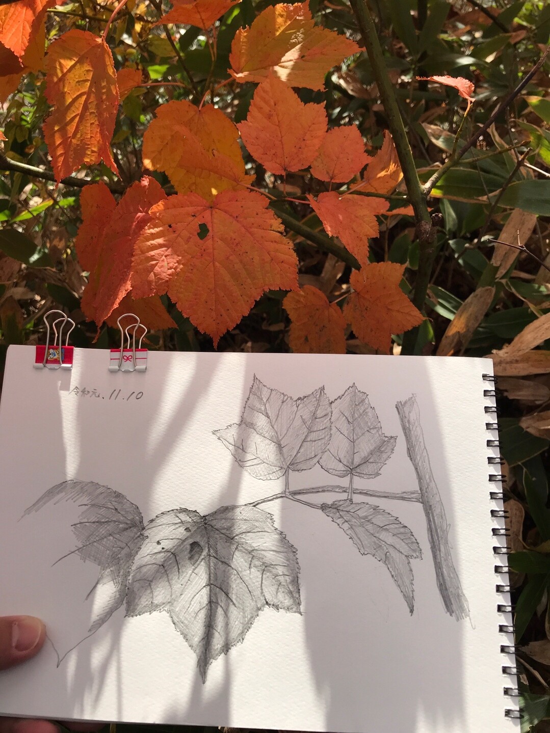 弥彦山・多宝山・雨乞山-2019-11-10 / さだゆき。さんの弥彦山・多宝山・雨乞山の活動データ | YAMAP / ヤマップ