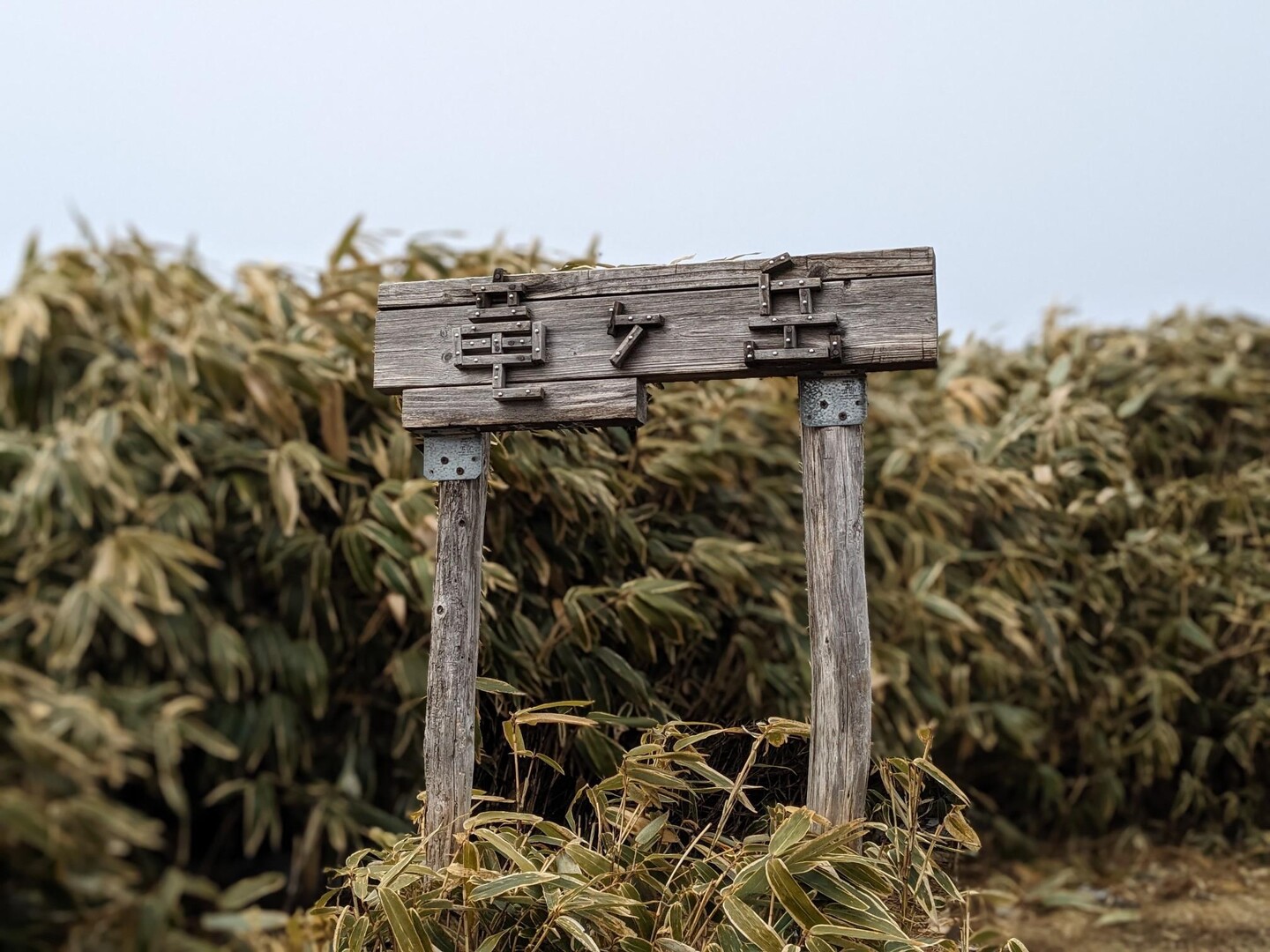 竜ヶ岳 / emi.sanさんの毛無山・雨ヶ岳・竜ヶ岳の活動データ | YAMAP / ヤマップ