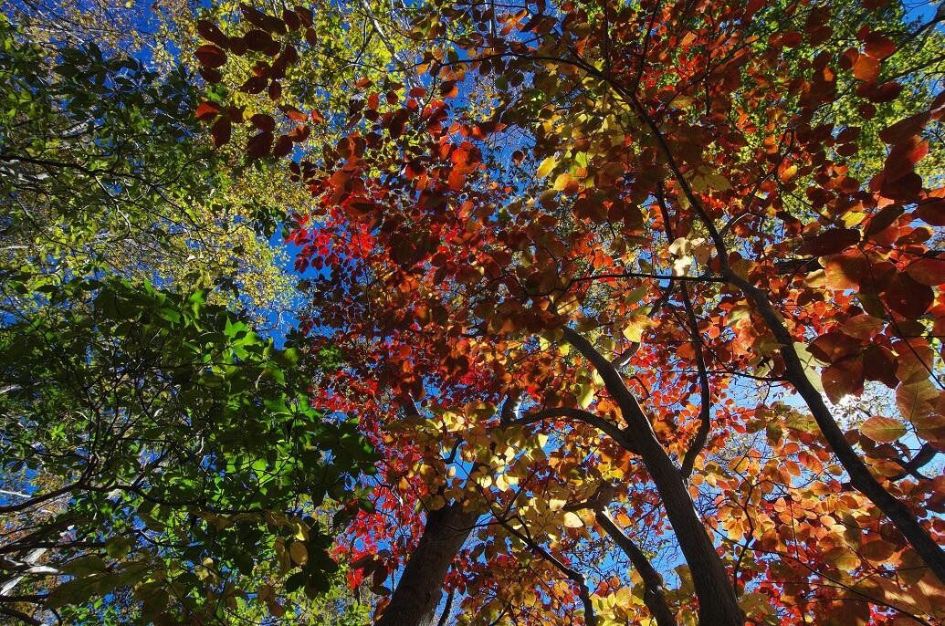 御池岳🐿天狗岩🍂 / ida☆tennさんの藤原岳・御池岳の活動データ | YAMAP / ヤマップ