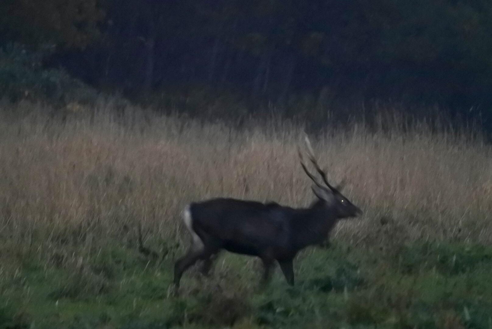 焼山 / dadswebさんの白旗山の活動データ | YAMAP / ヤマップ