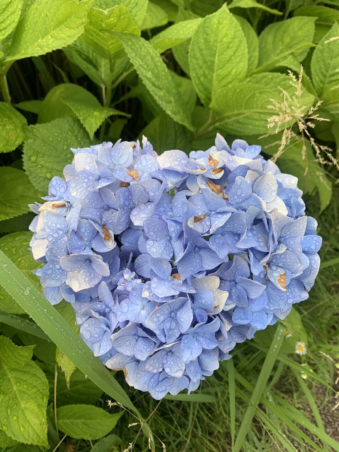 仕事帰りに見つけました はぁと♥️(かな... / masurinさんのモーメント | YAMAP / ヤマップ