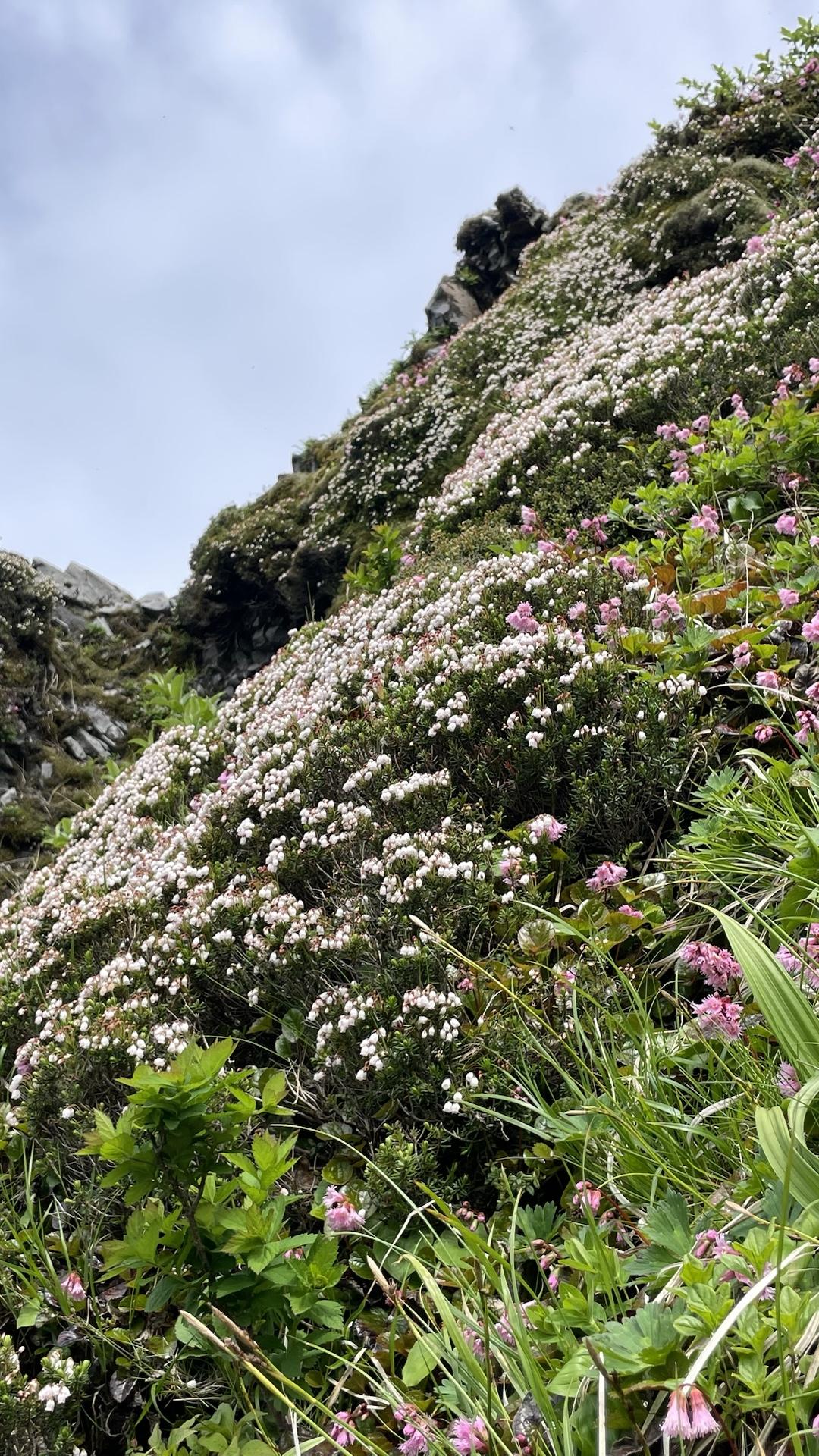 お花畑の三ノ峰～烏ヶ山縦走 2025.6.12 / riwonさんの大山・甲ヶ山・野田ヶ山の活動日記 | YAMAP / ヤマップ