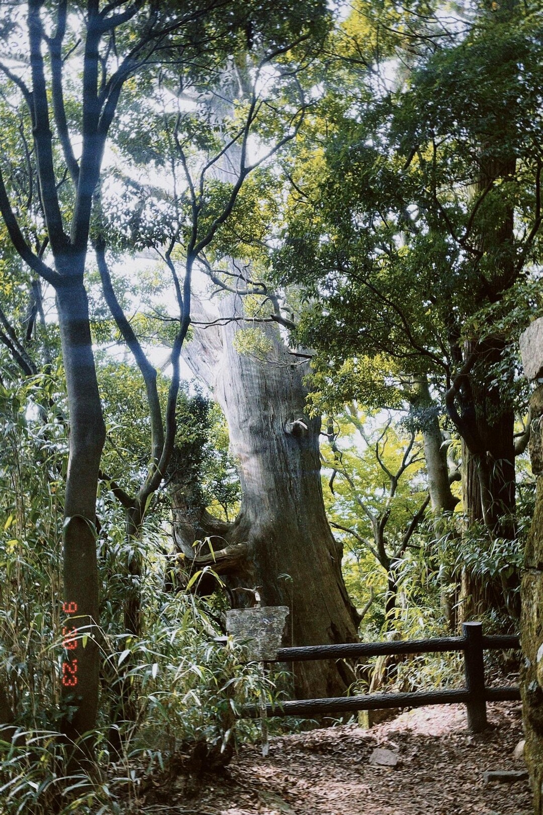 摩耶山 / KAZUMAさんの六甲山・長峰山・摩耶山の活動データ | YAMAP / ヤマップ
