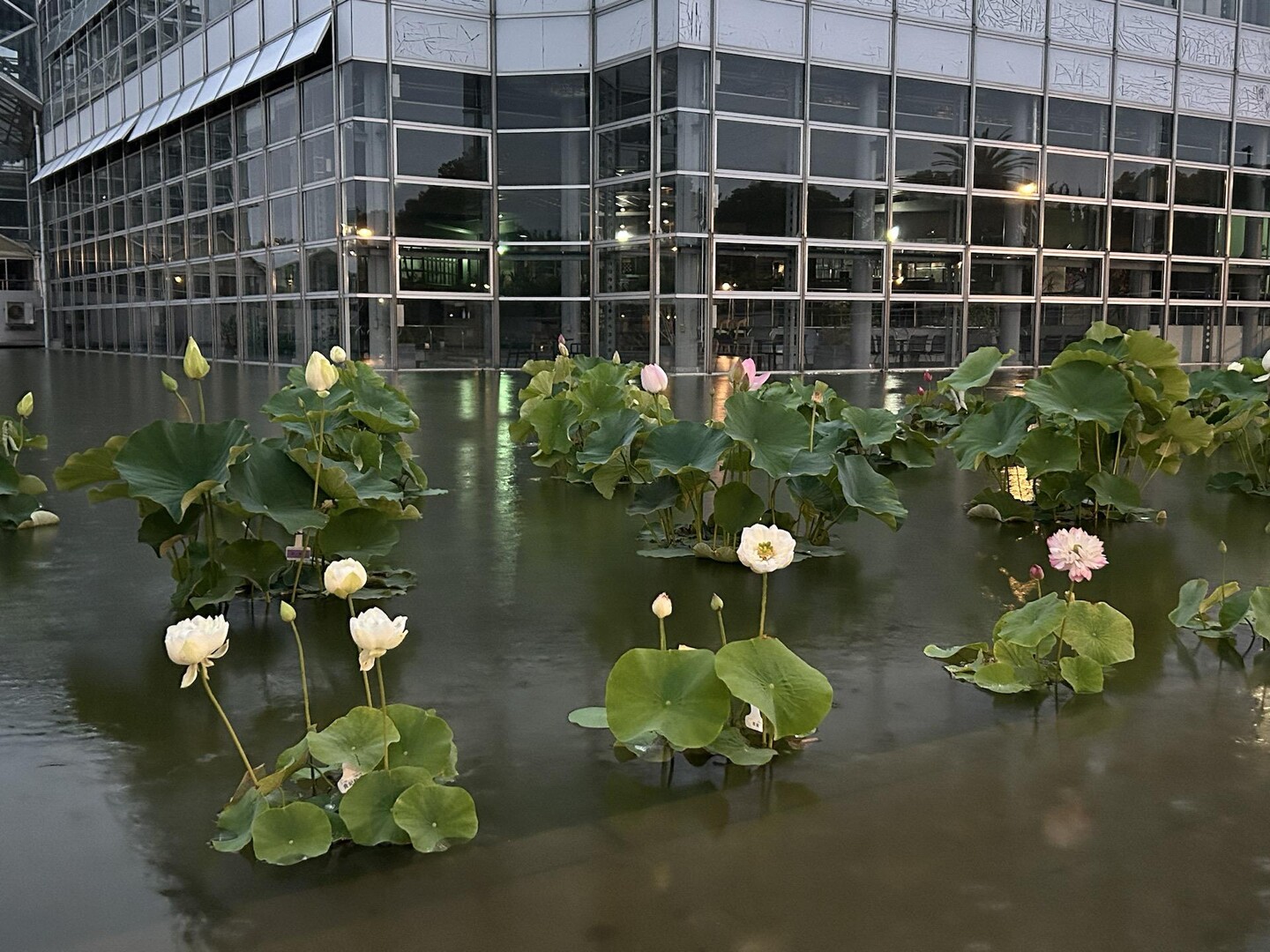 ウォーキング-2024-06-15 / ぜんえびこさんのウォーキングの活動日記 | YAMAP / ヤマップ