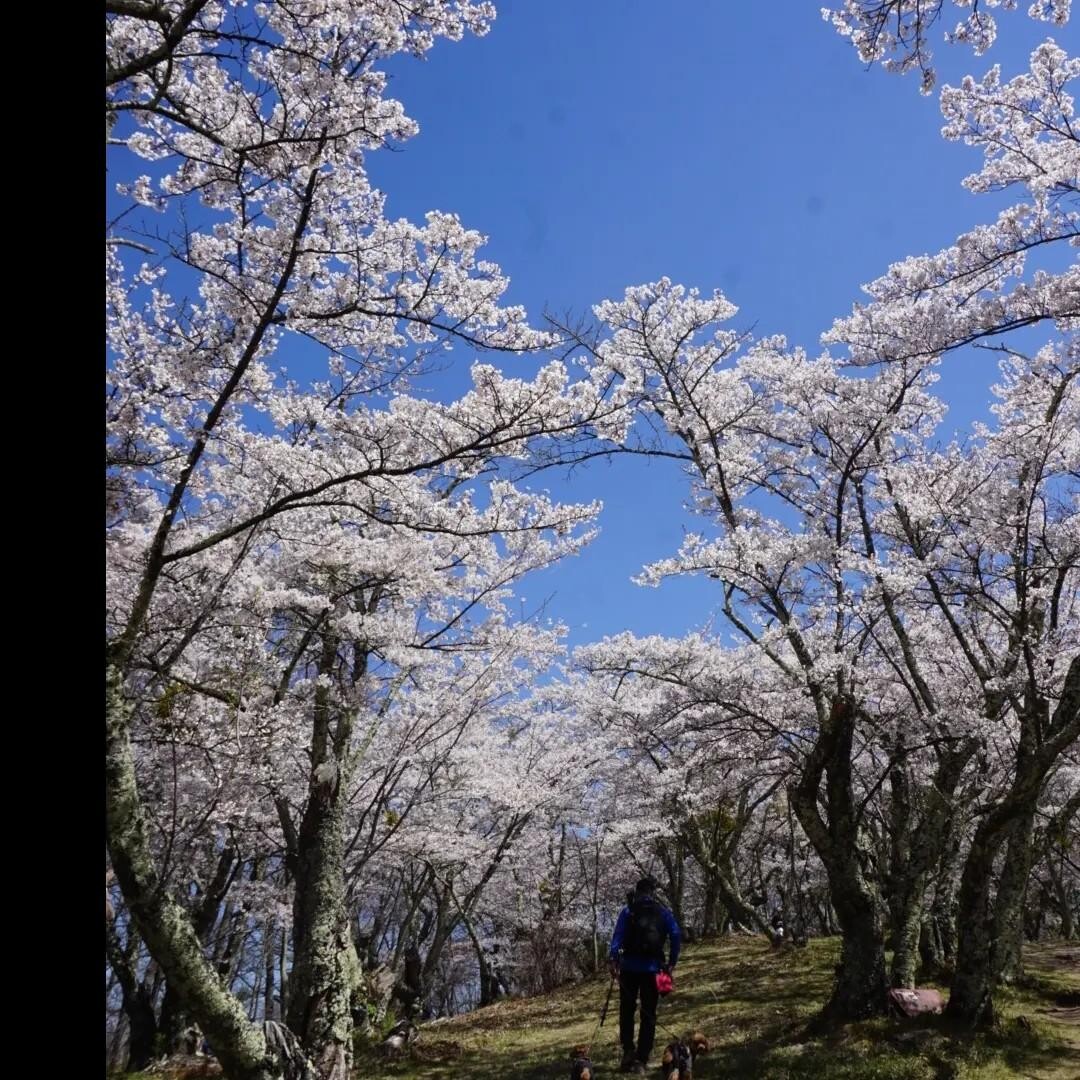 光城山・烏帽子峰・長峰山 / fuu-rinさんの光城山・長峰山の活動データ | YAMAP / ヤマップ