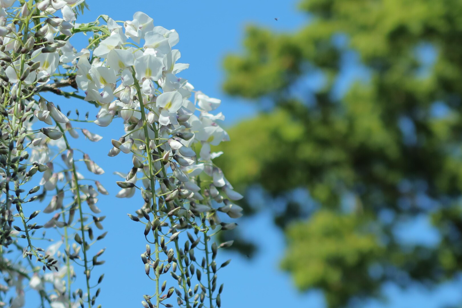 藤の花が咲いたってよ！ / k3さんの木曽川沿川周遊サイクリングロードの活動データ | YAMAP / ヤマップ