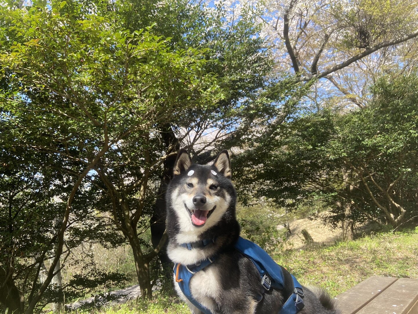 笑う犬 キチ YouTube見てね ht... / Corchanさんのモーメント | YAMAP / ヤマップ