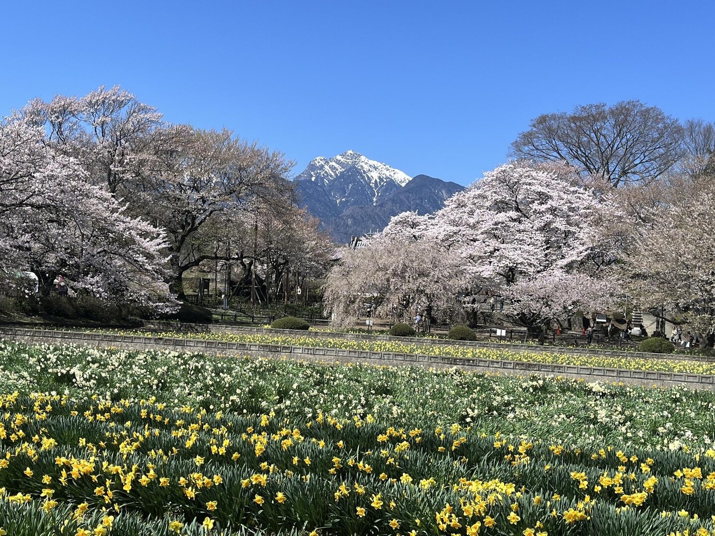 先日、守屋山に登る前の日に『山高神代桜』... / wr18_mtloverさんのモーメント | YAMAP / ヤマップ
