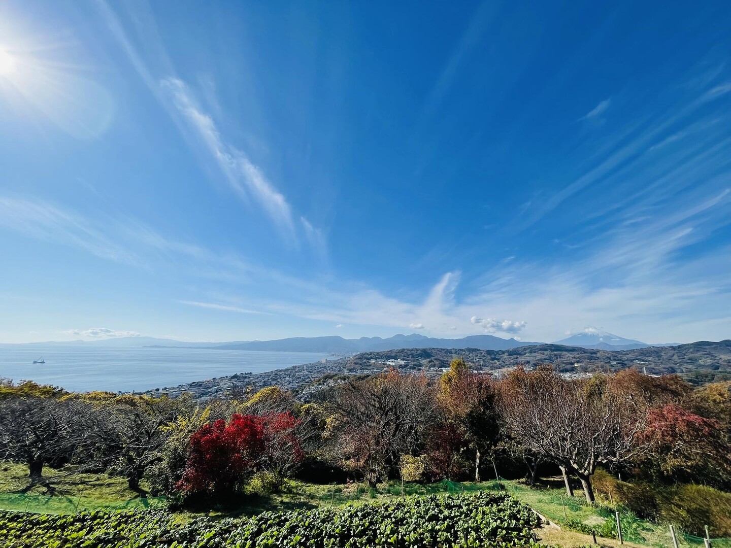 海と山が楽しめる吾妻山散歩🚶‍ ️ / Mtrさんの高麗山・湘南平・鷹取山の活動データ | YAMAP / ヤマップ